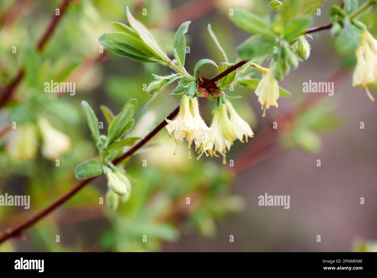 interesting flowering shrub flowers in the form of bells Stock Photo ...