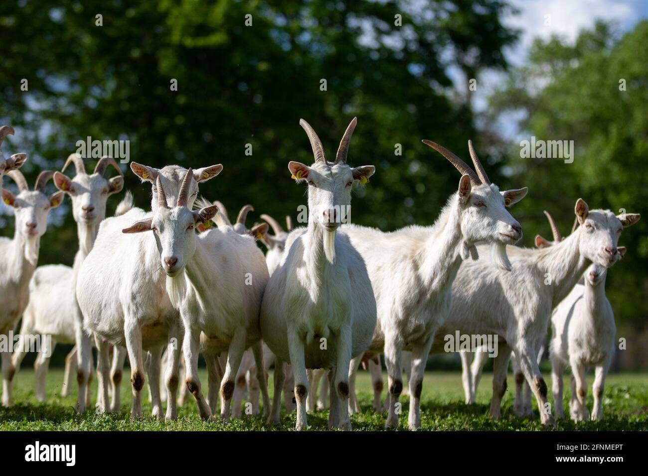 German noble goat hi-res stock photography and images - Alamy