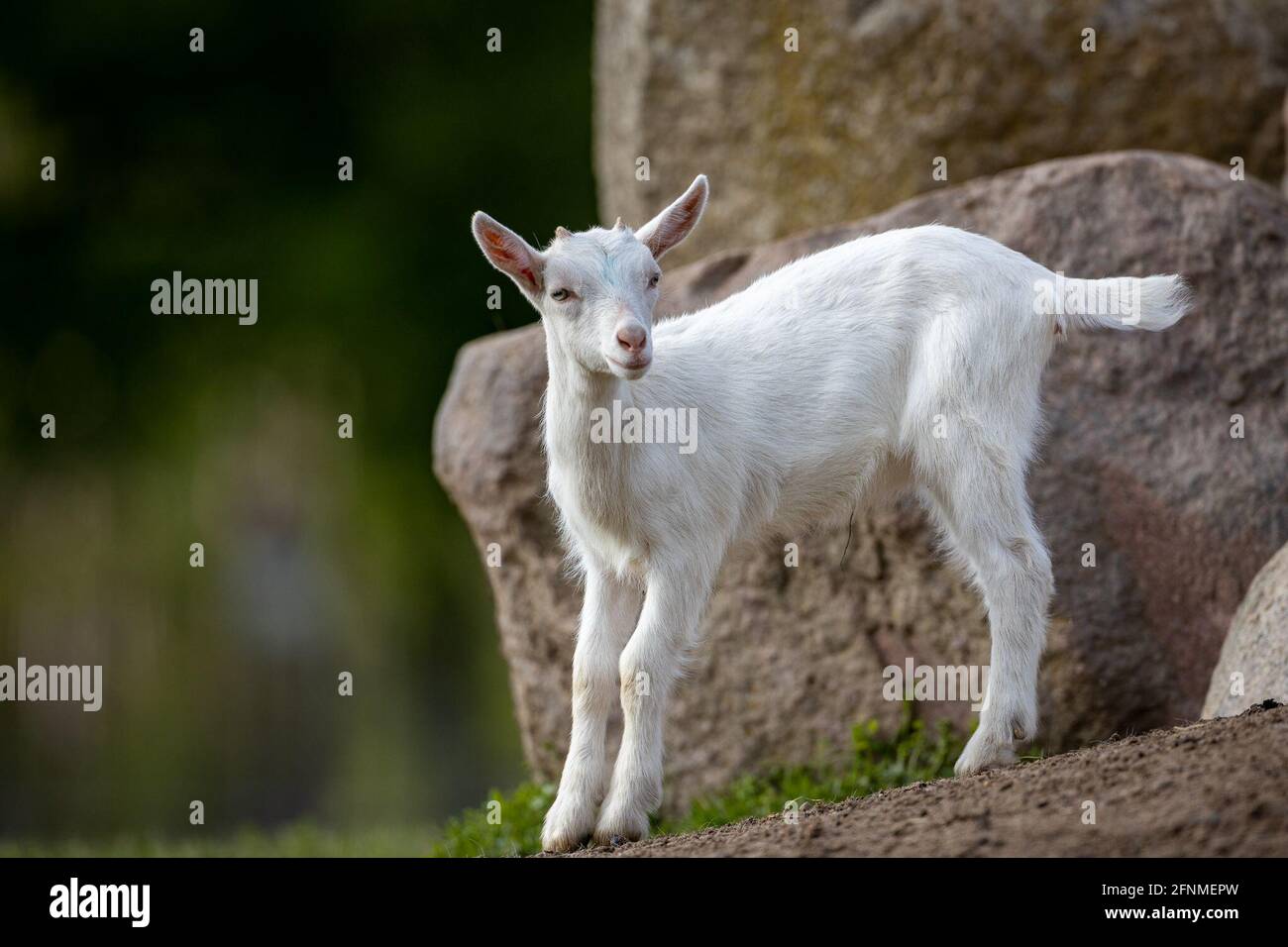 German noble goat hi-res stock photography and images - Alamy