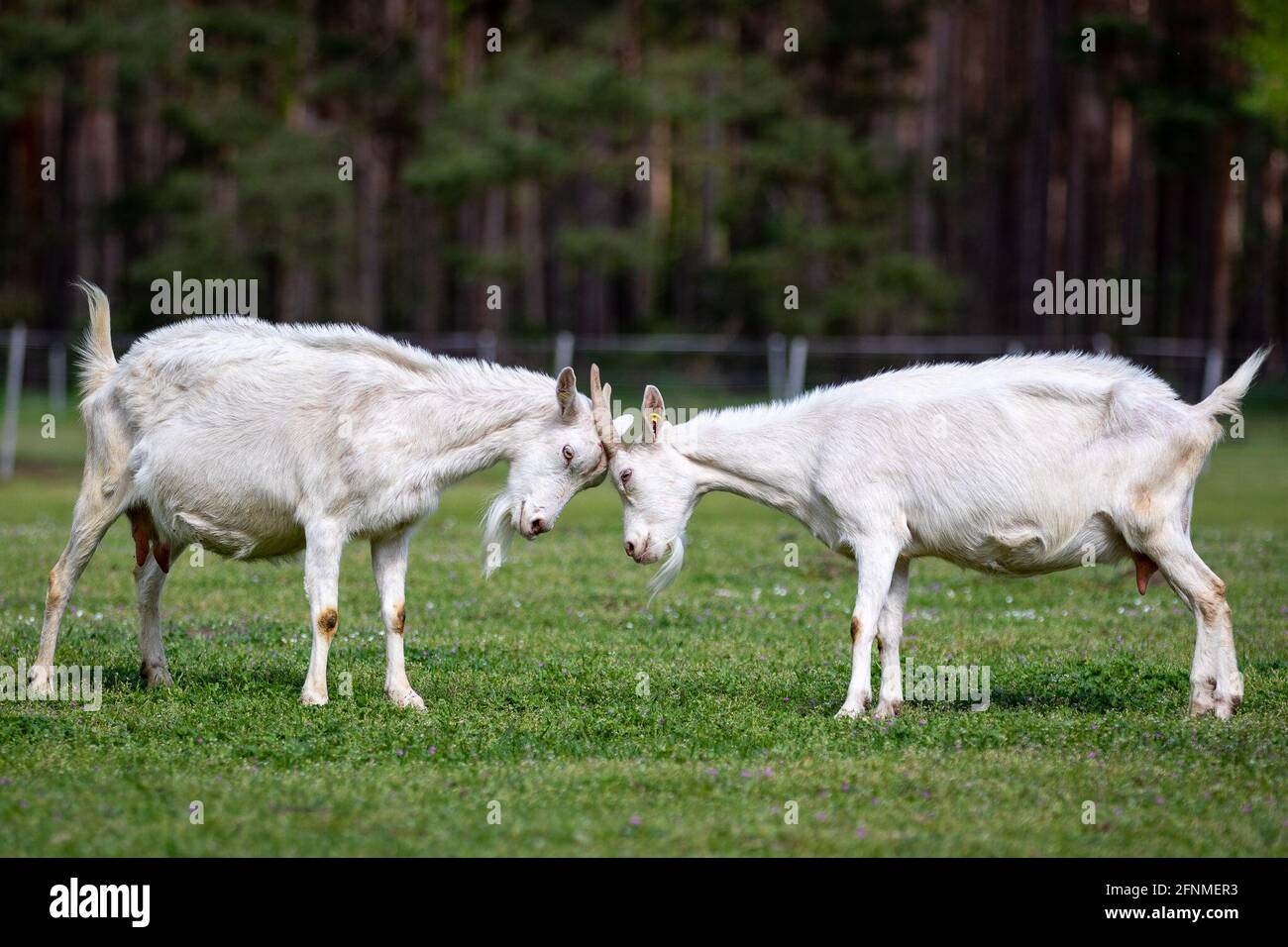 German noble goat hi-res stock photography and images - Alamy