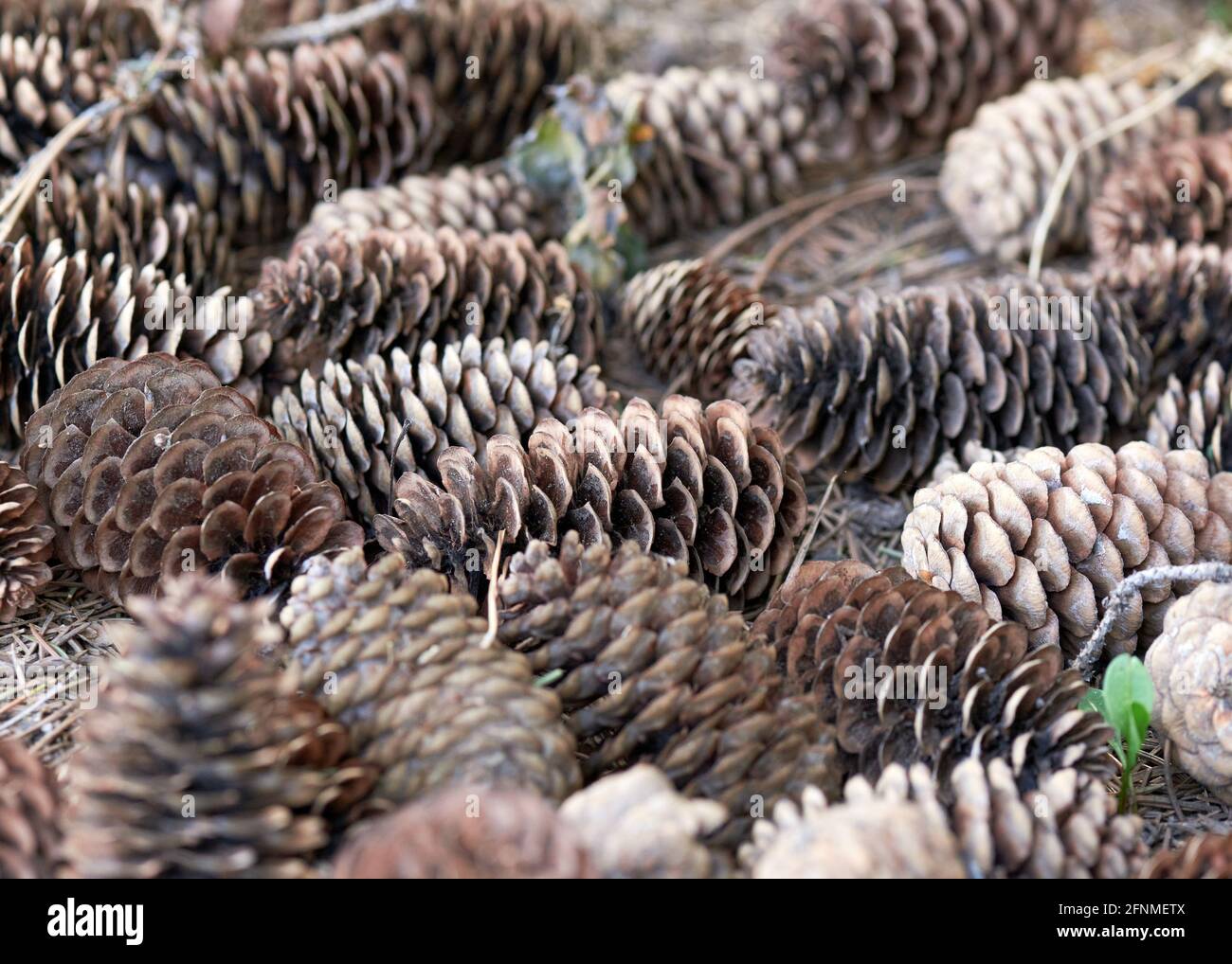 Close up mature cones hi-res stock photography and images - Alamy