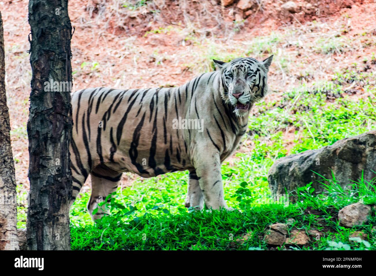 Tiger with different stripes hi-res stock photography and images - Alamy