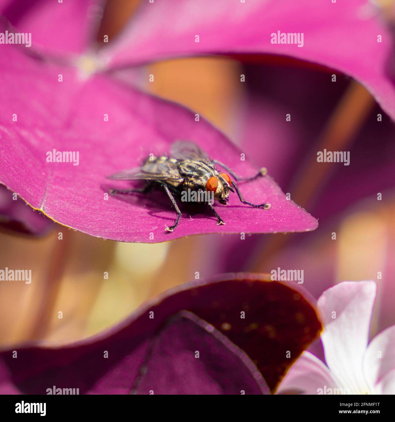 Fly on a flower Stock Photo - Alamy