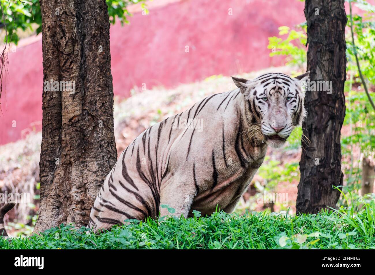 Bengal tiger close view at the zoo at different positions at national ...