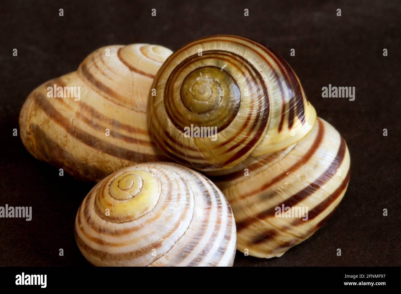 White-lipped Snails are a common gastropod along coastal grasslands in ...