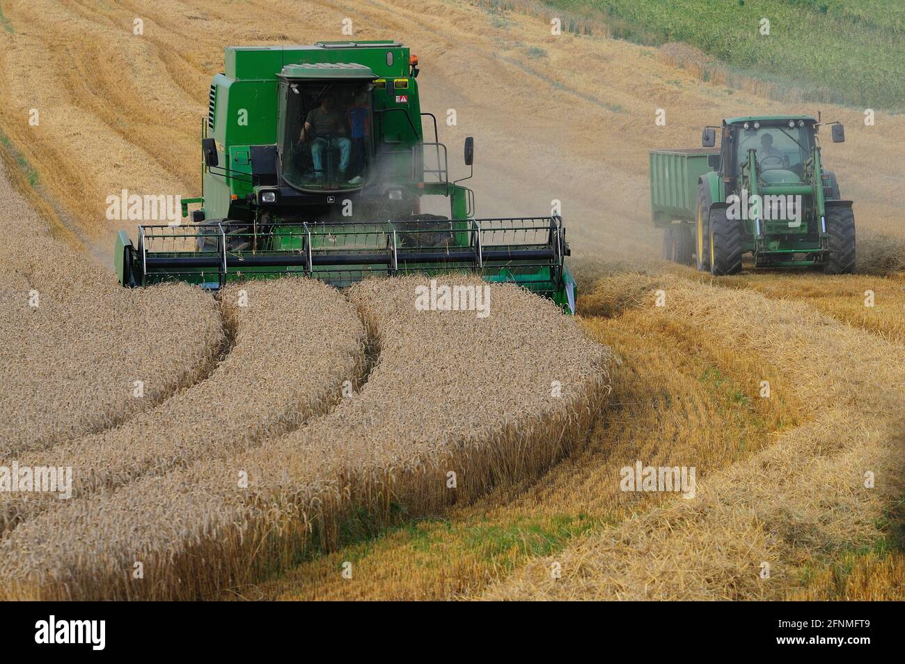 Combine harvester cutting wheat crop near Great Bedwyn, Wiltshire, UK ...