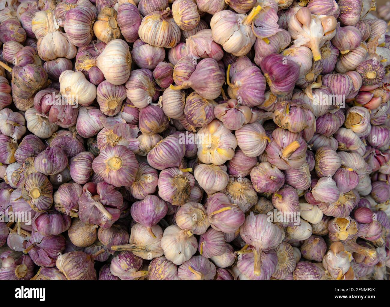 Garlic is a species in the onion genus, Allium Stock Photo - Alamy