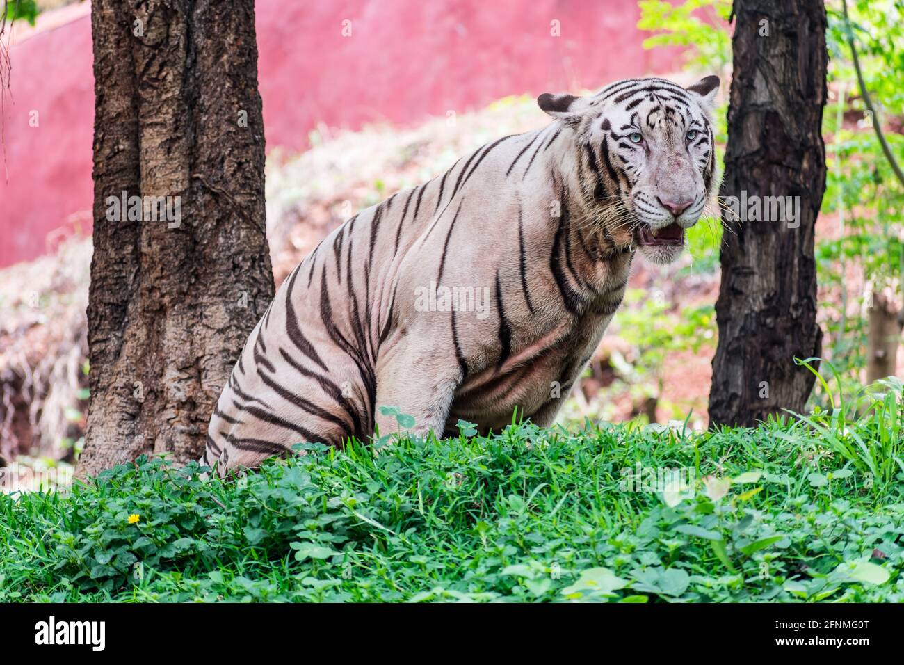 Bengal tiger close view at the zoo at different positions at national ...