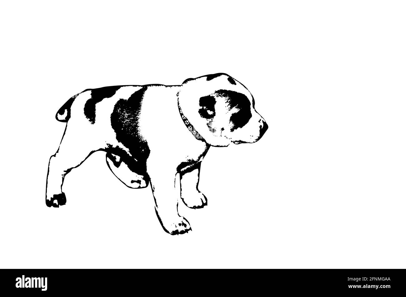 Central Asian Shepherd puppy isolated on white background. A three ...