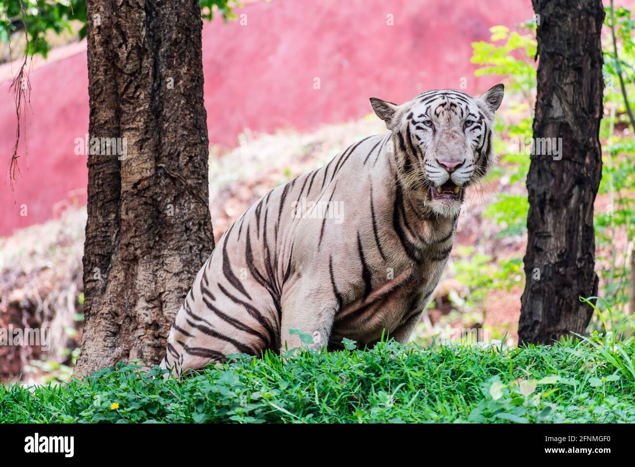 Bengal tiger close view at the zoo at different positions at national ...