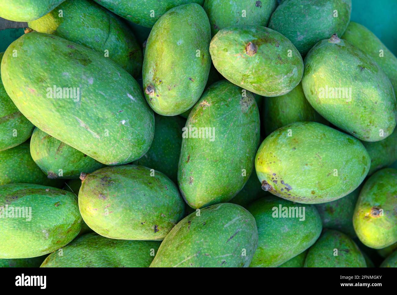 A mango is an edible stone fruit produced by the tropical tree Stock ...