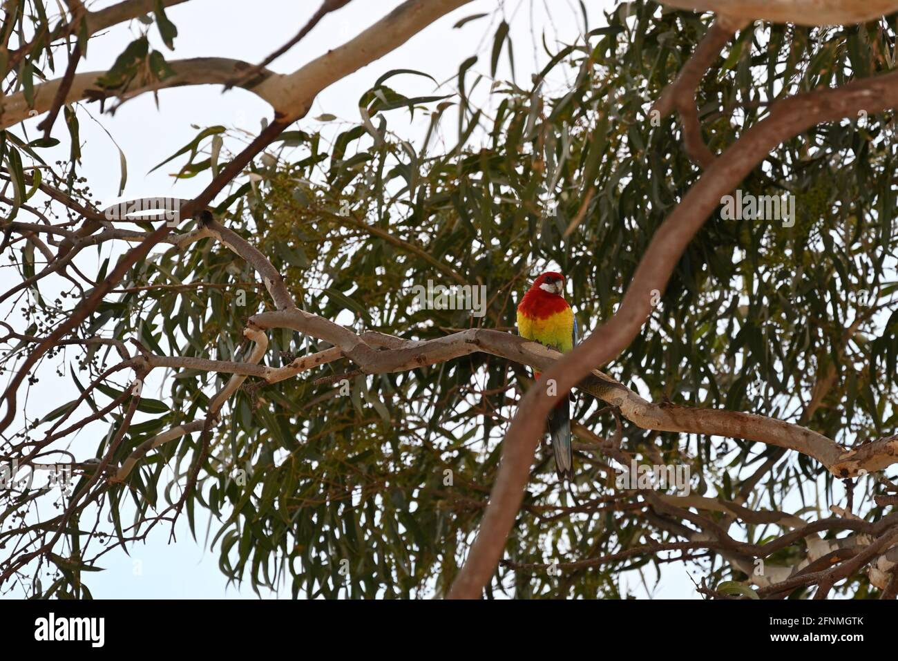 Yellow rosella hi-res stock photography and images - Alamy
