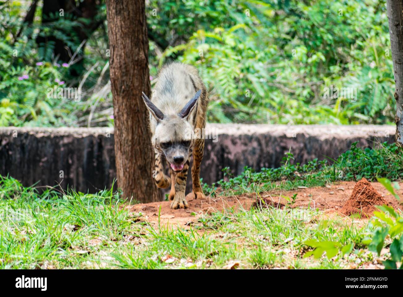 Red fox walking in his boundary in an Indian national park close view ...