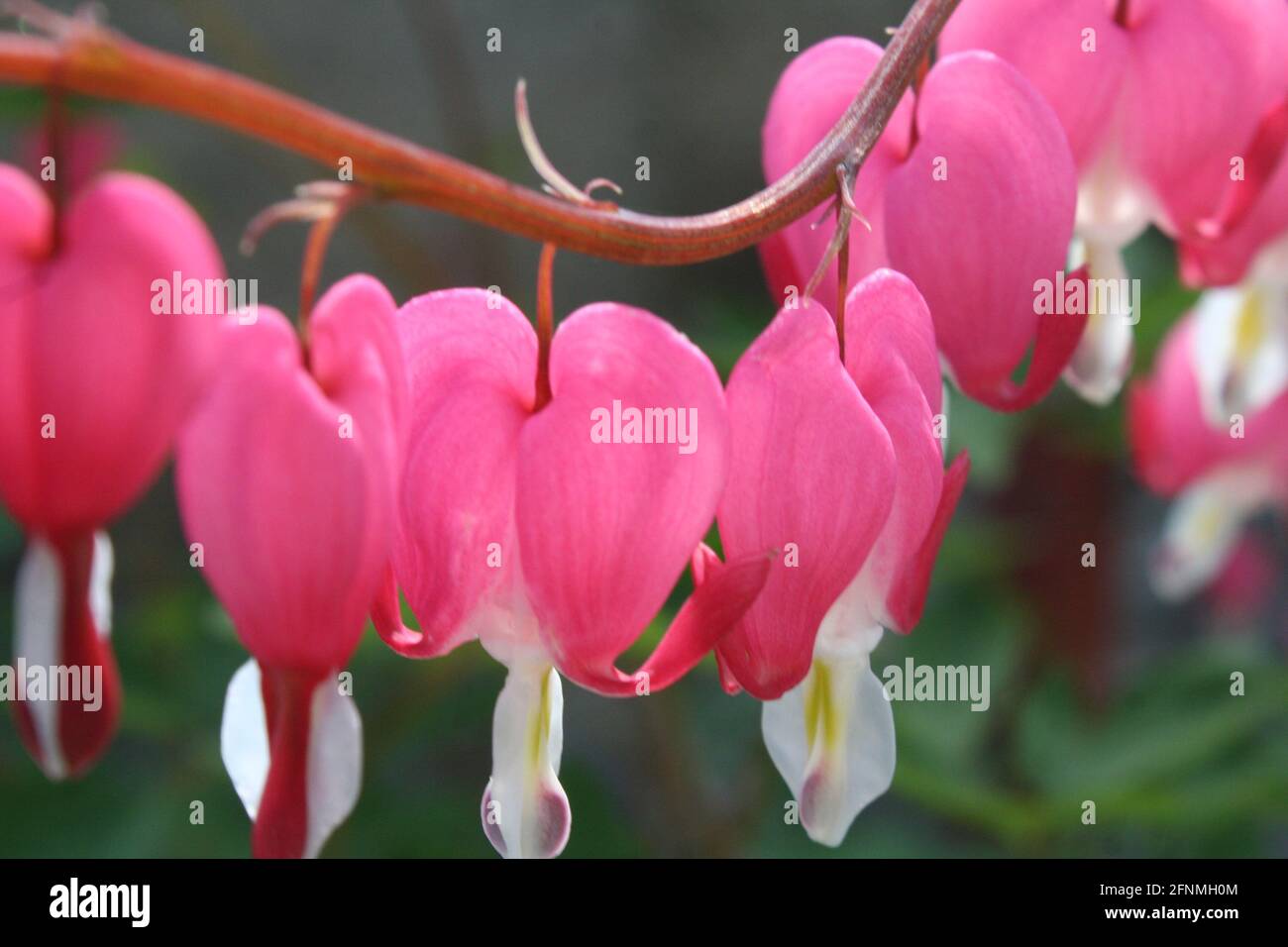Smeel flower hi-res stock photography and images - Alamy