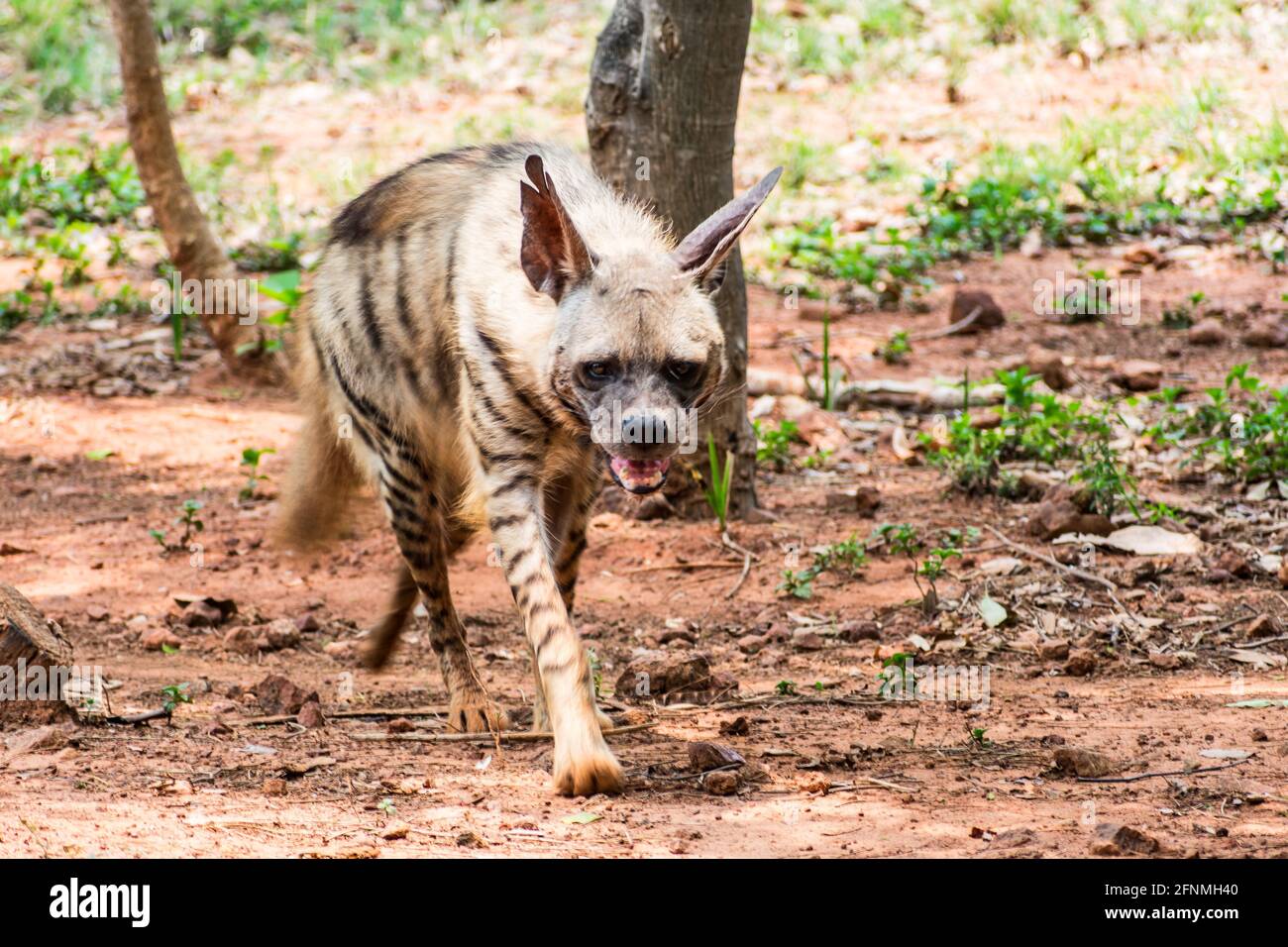 Red fox walking in his boundary in an Indian national park close view ...