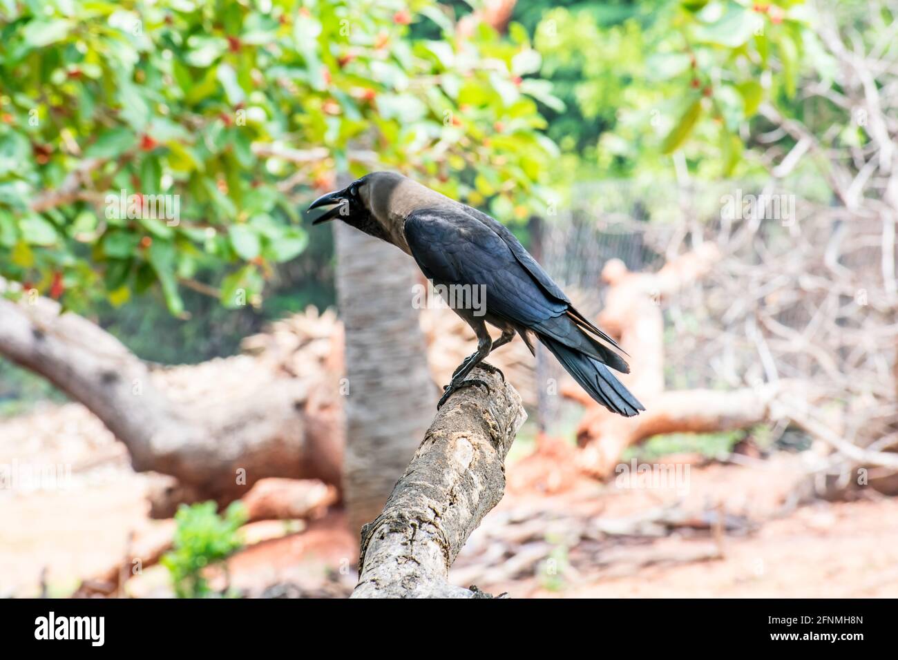 A crow sitting on a tree branch & cawing in a public park Stock Photo ...