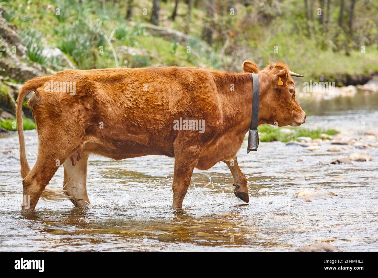 Young brown cow crossing a river. Cattle and livestock. Farmland Stock ...