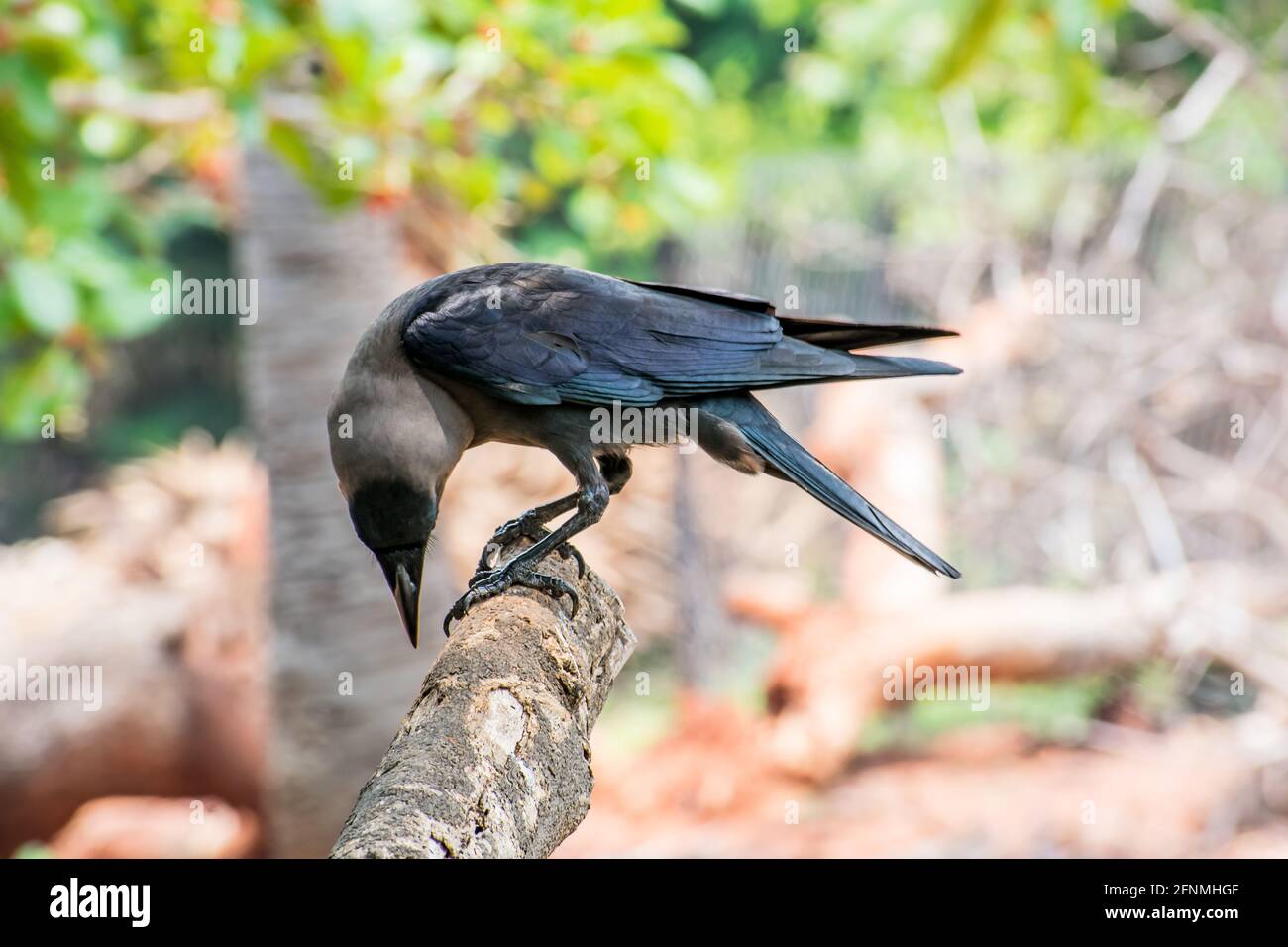 A crow sitting on a tree branch & cawing in a public park Stock Photo ...
