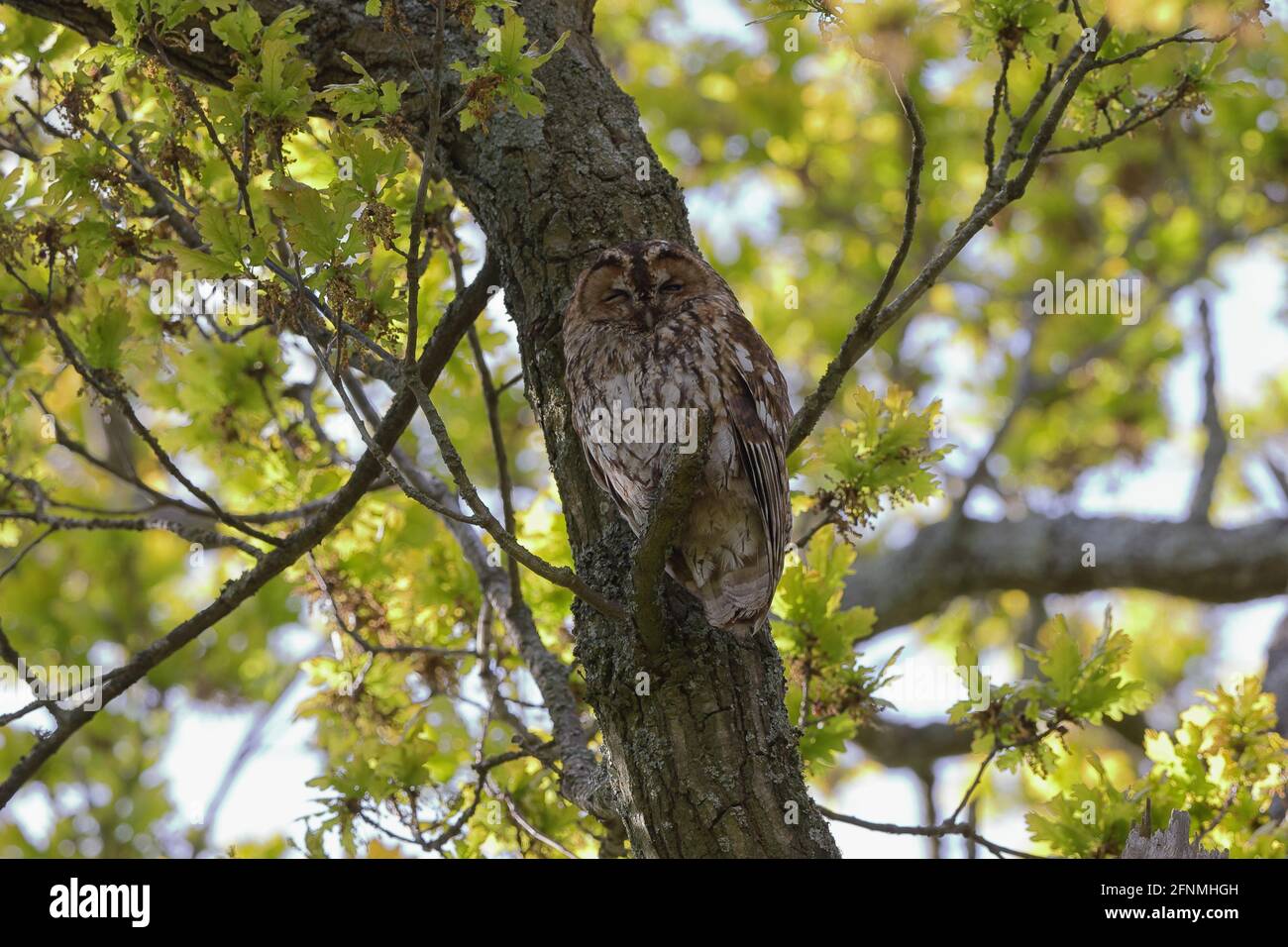 The tawny owl or brown owl is a stocky, medium-sized owl commonly found ...
