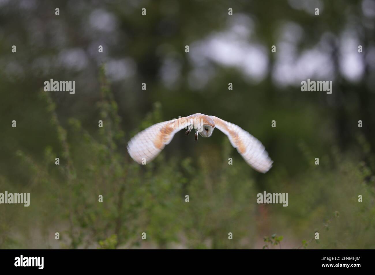 The barn owl is the most widely distributed species of owl in the world ...