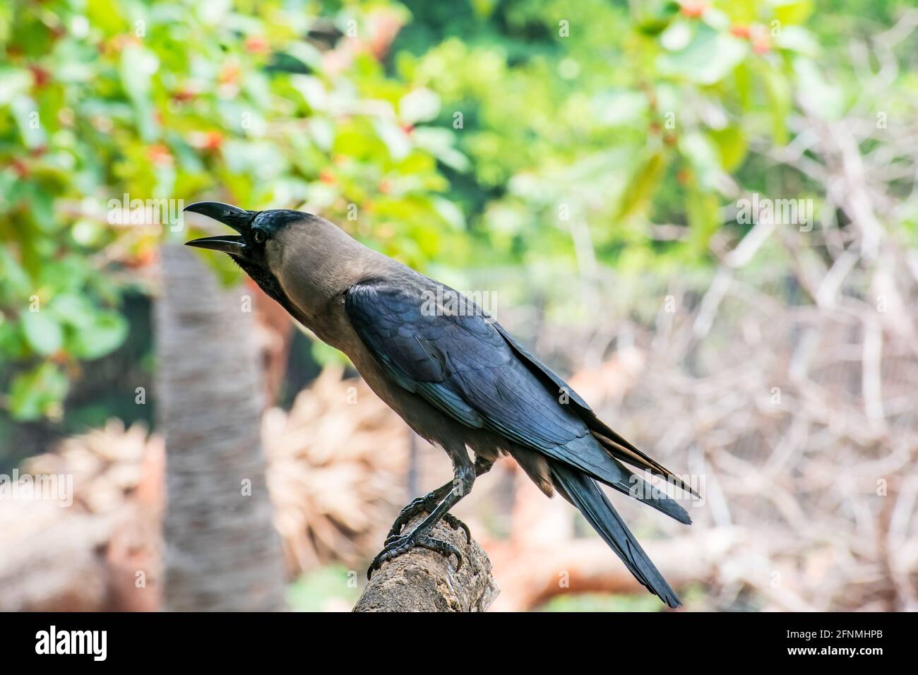 A crow sitting on a tree branch & cawing in a public park Stock Photo ...
