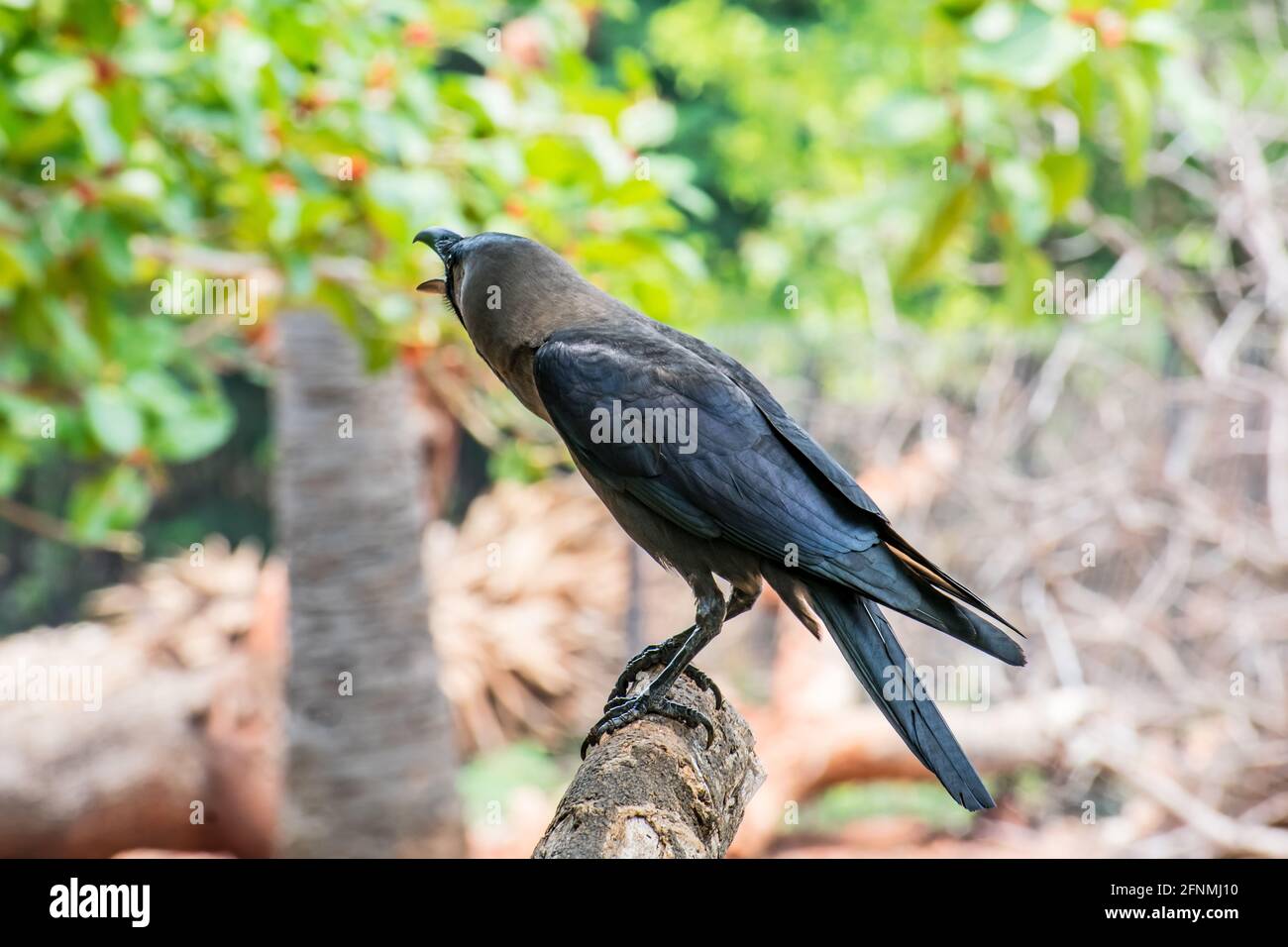 A crow sitting on a tree branch & cawing in a public park Stock Photo ...