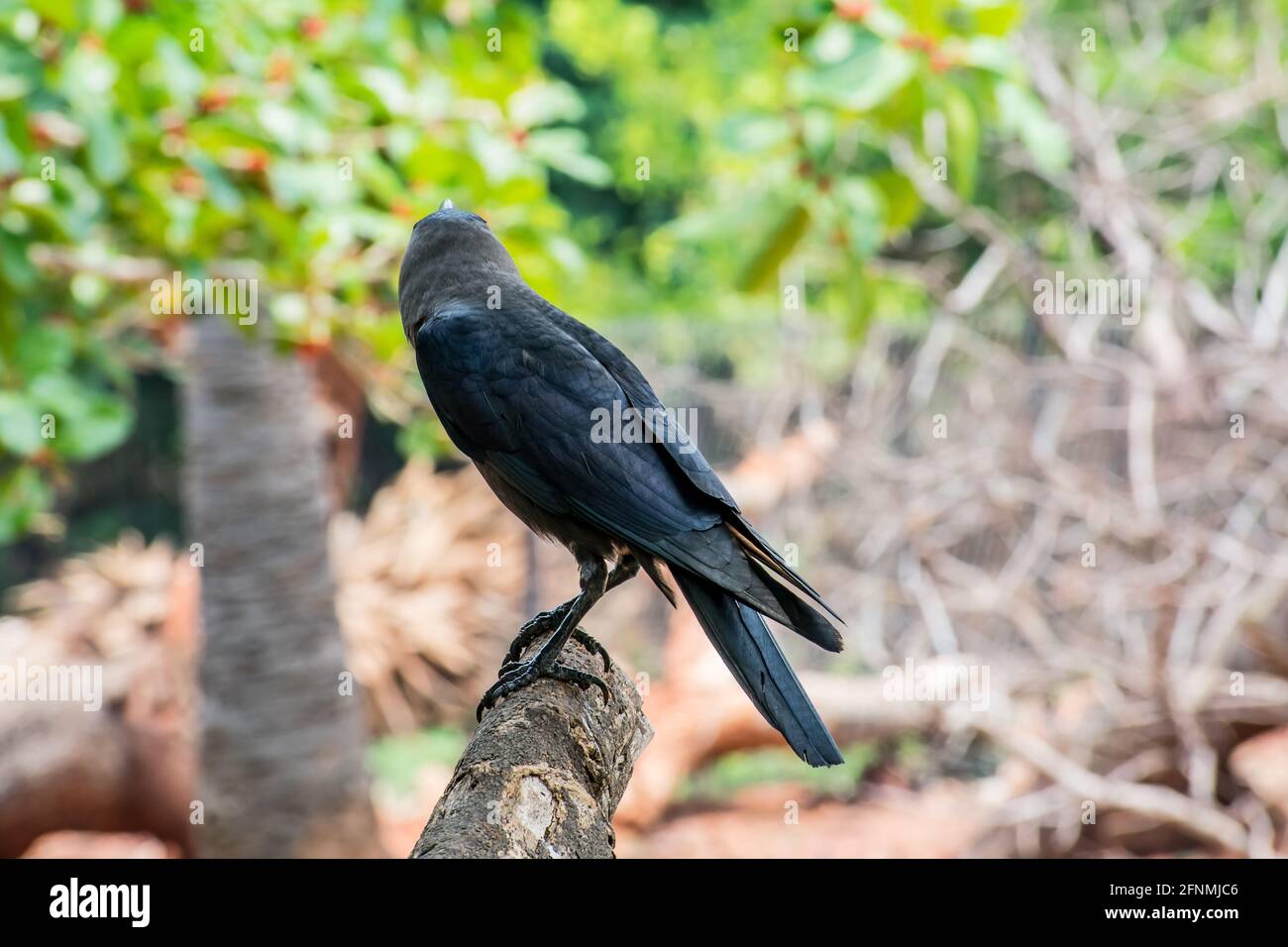 A crow sitting on a tree branch & cawing in a public park Stock Photo ...