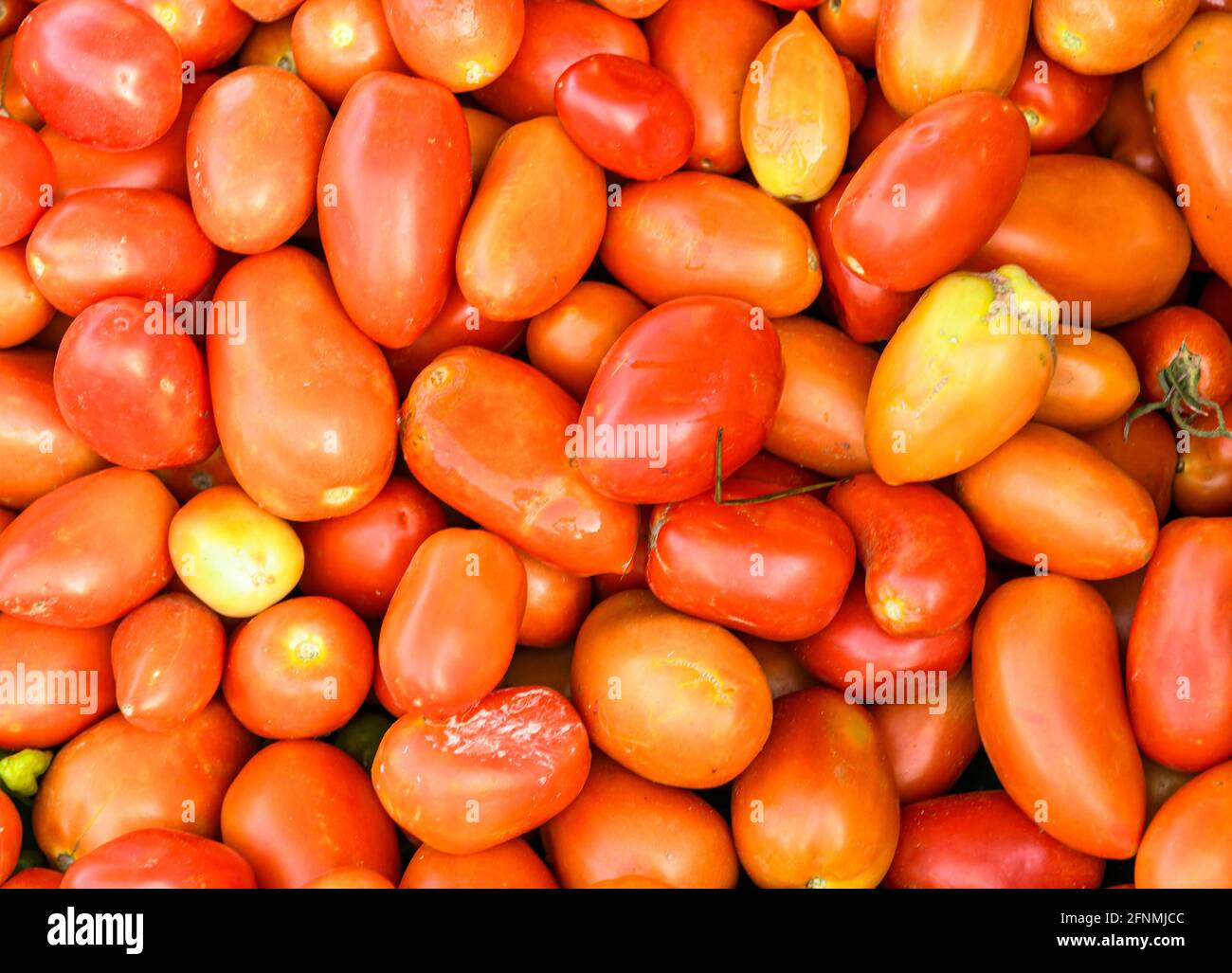 The tomato is the edible berry of the plant Solanum lycopersicum ...
