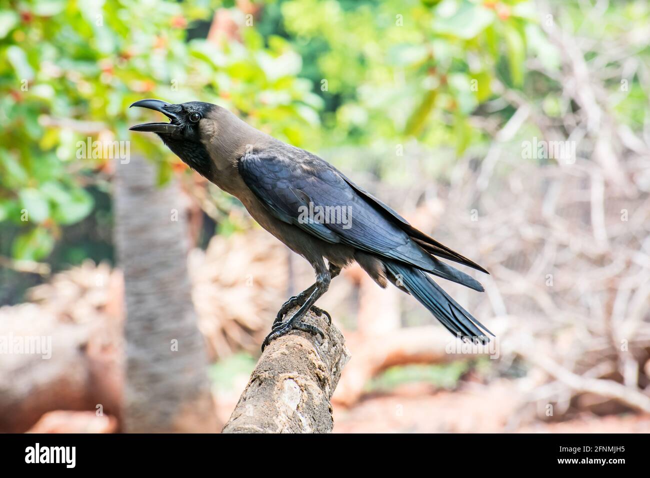 A crow sitting on a tree branch & cawing in a public park Stock Photo ...