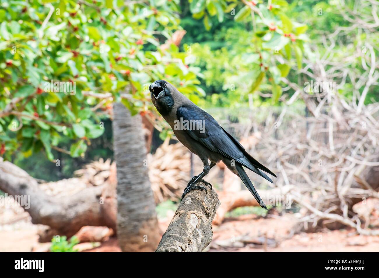 A crow sitting on a tree branch & cawing in a public park Stock Photo ...