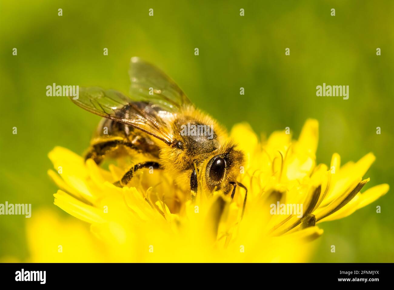 Honey bee covered with yellow pollen collecting nectar from dandelion ...