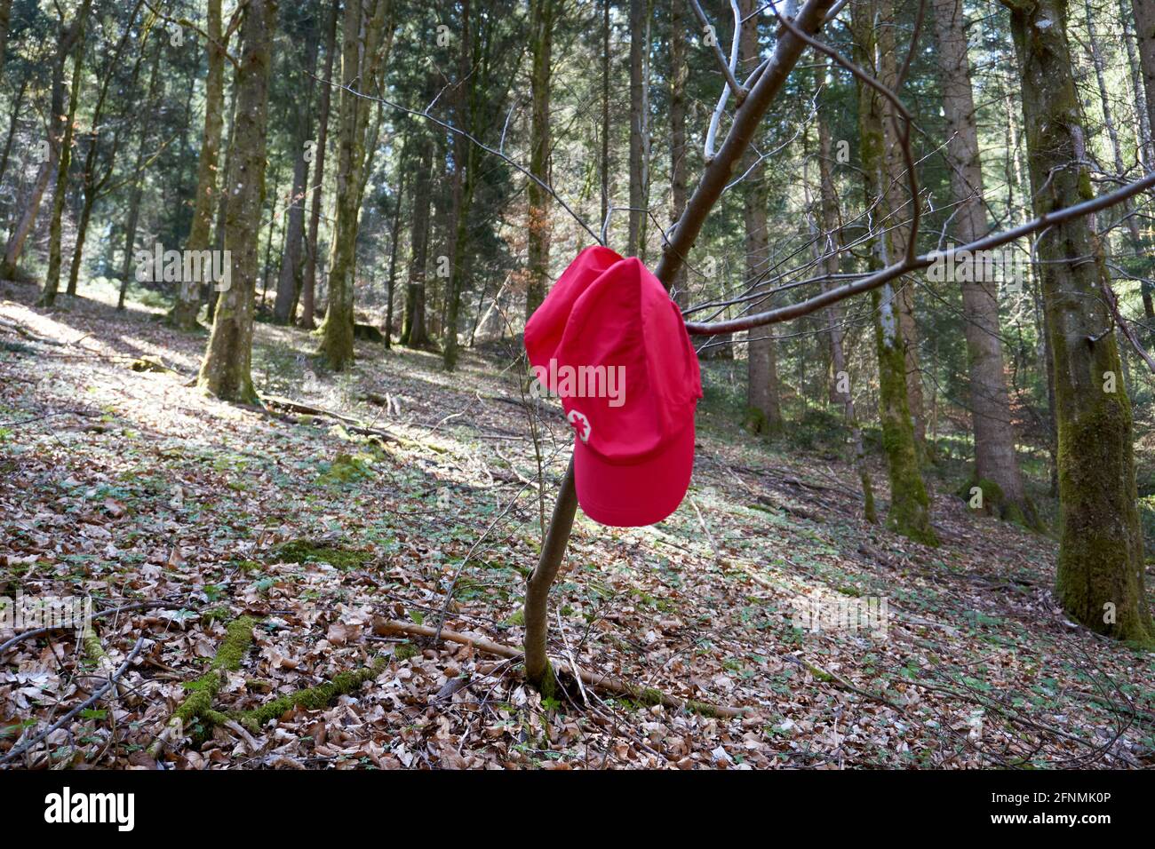 Red hat hanging from a dry tree branch in a forest Stock Photo - Alamy