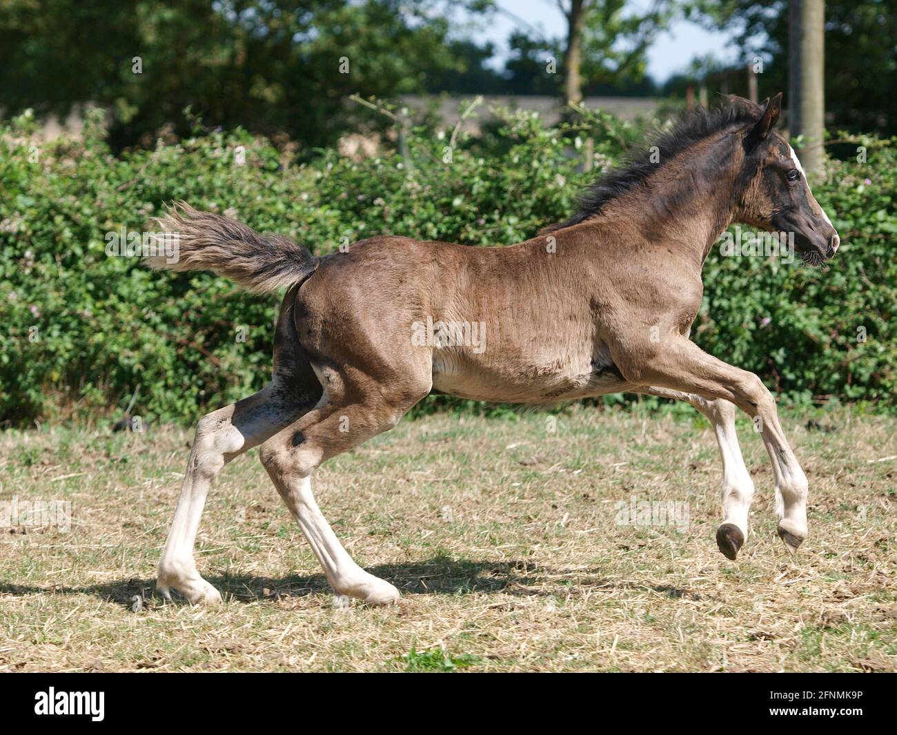 Bay cob horse in paddock hi-res stock photography and images - Alamy