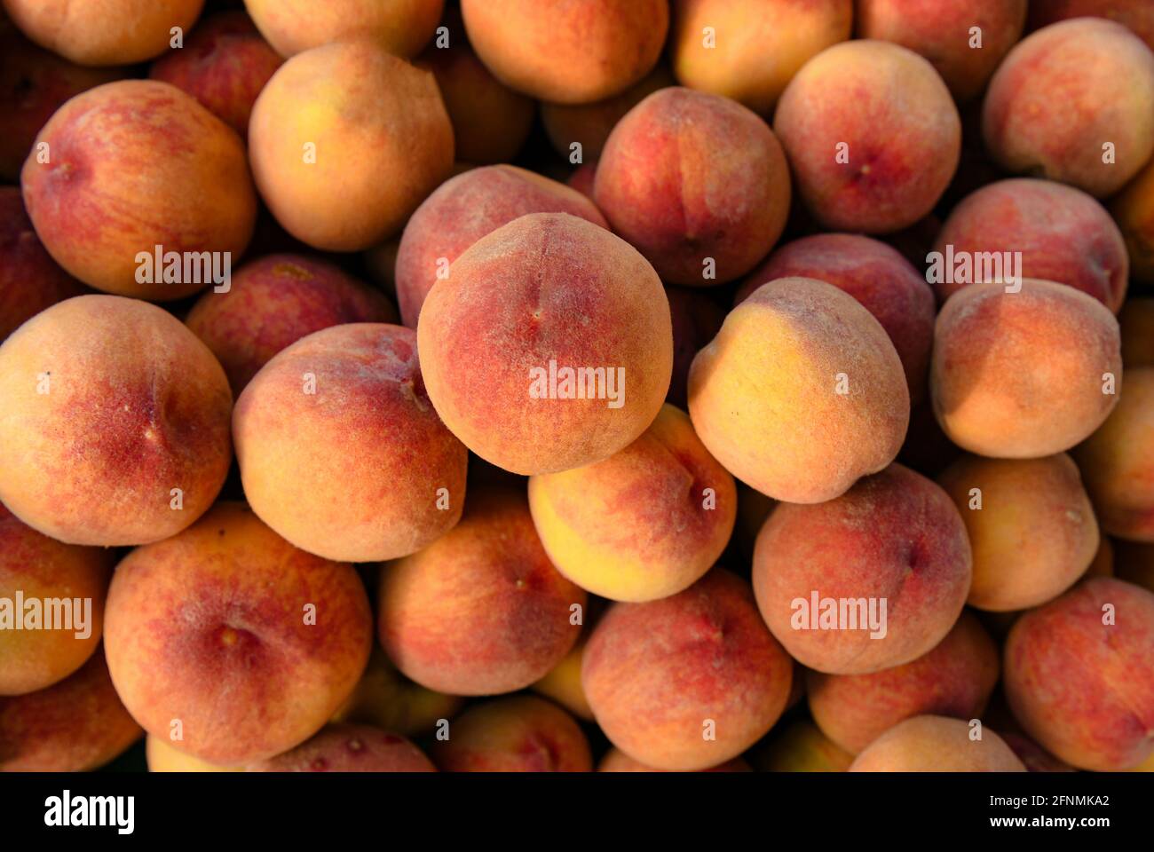 The peach is a deciduous tree native to the region of Northwest China ...