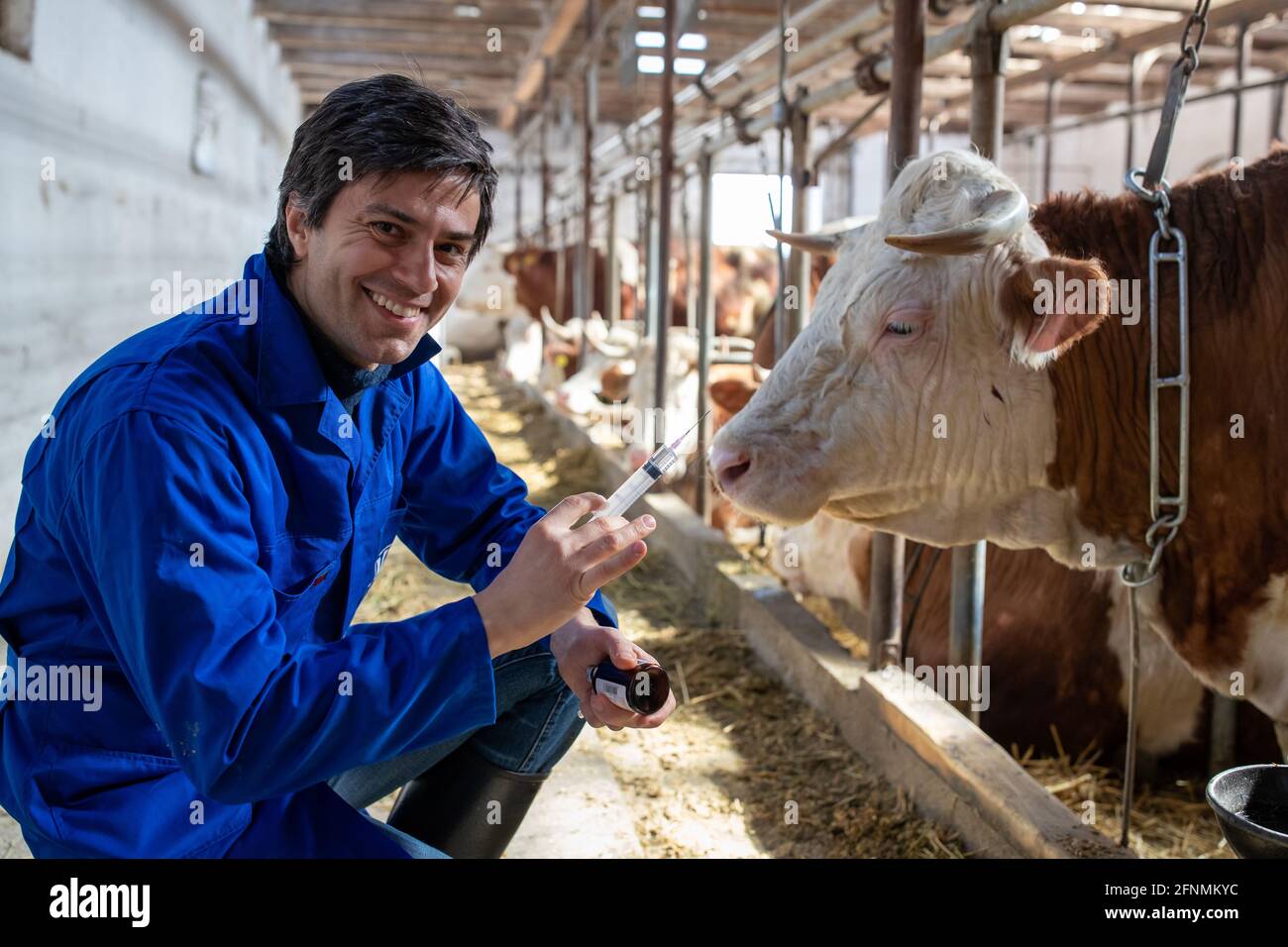 Handsome veterinarian holding syringe with needle in front of simmental ...