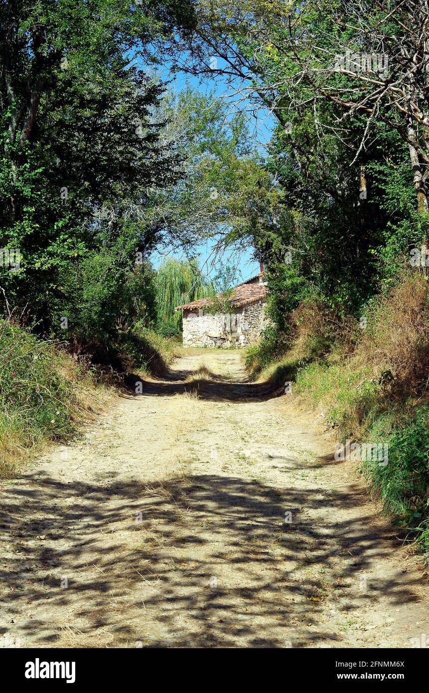 A narrow country lane with trees and hedges growing on either side ...