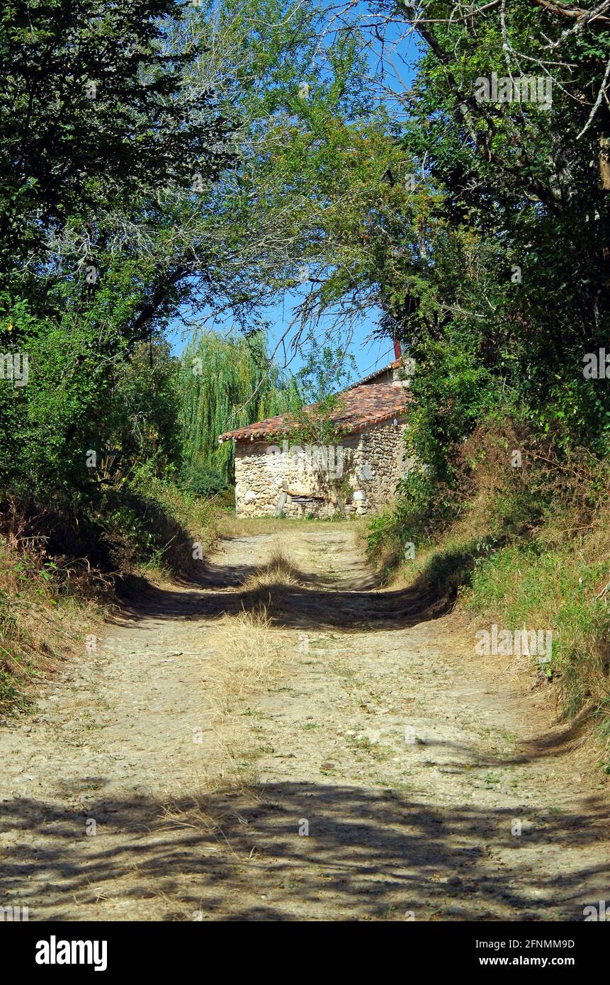 A narrow country lane with trees and hedges growing on either side ...