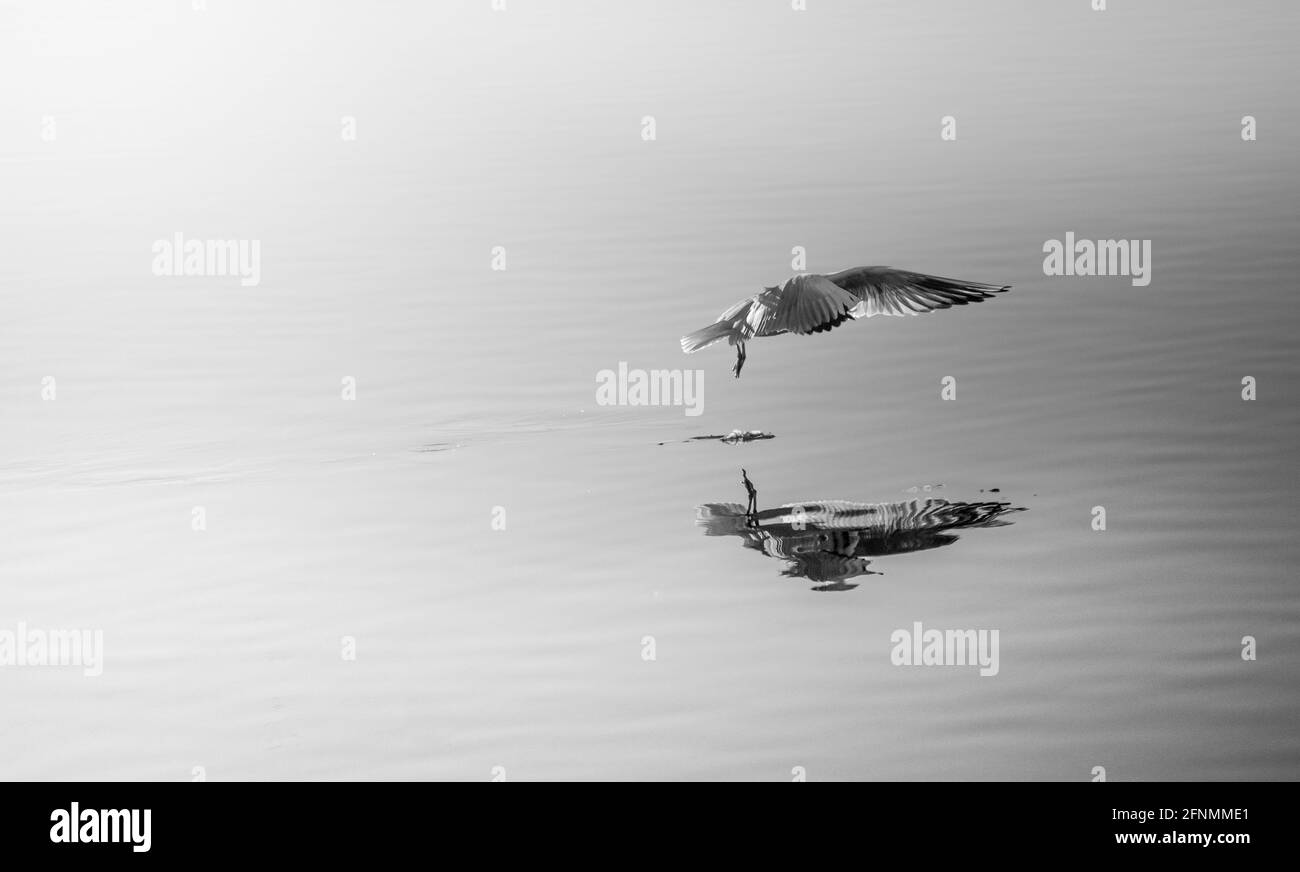 Seagul Flying Low Stock Photo - Alamy