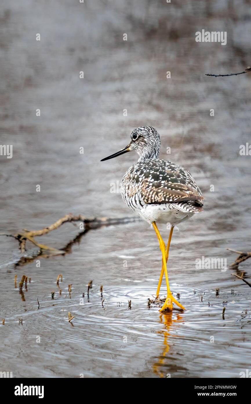 Strawberry legs hi-res stock photography and images - Alamy