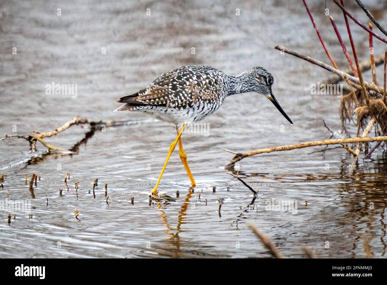 A greater yellow legs wandering along the banks of Strawberry creek ...