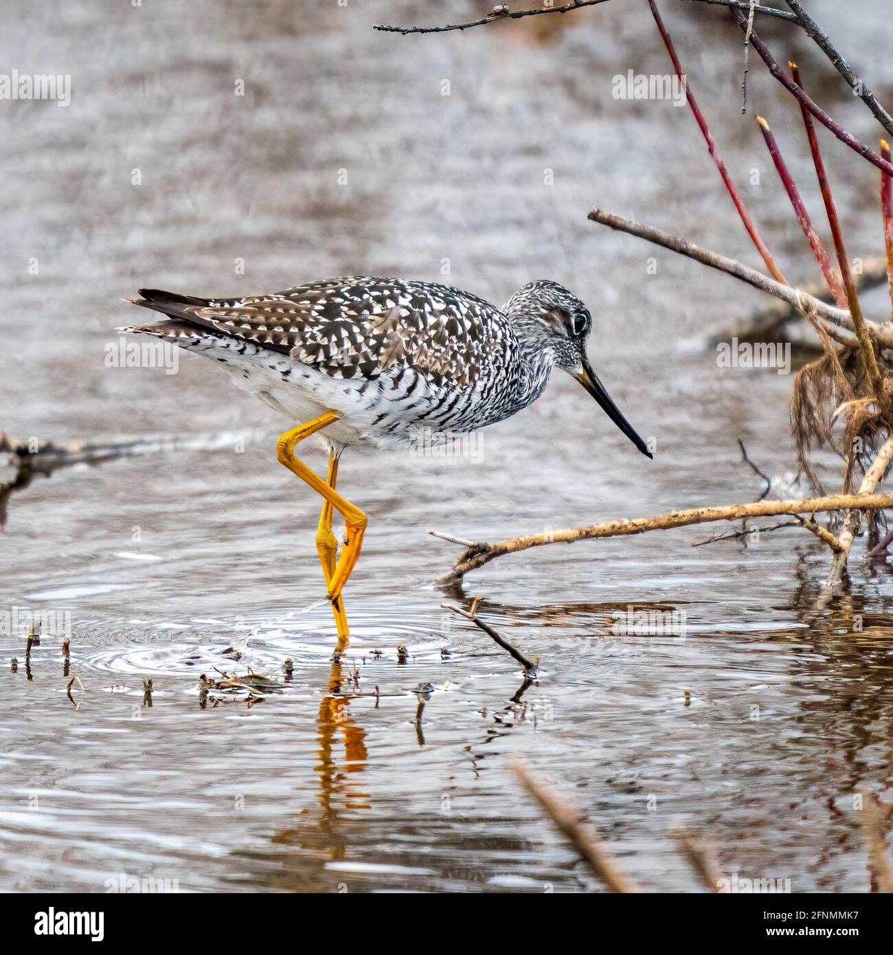 A greater yellow legs wandering along the banks of Strawberry creek ...