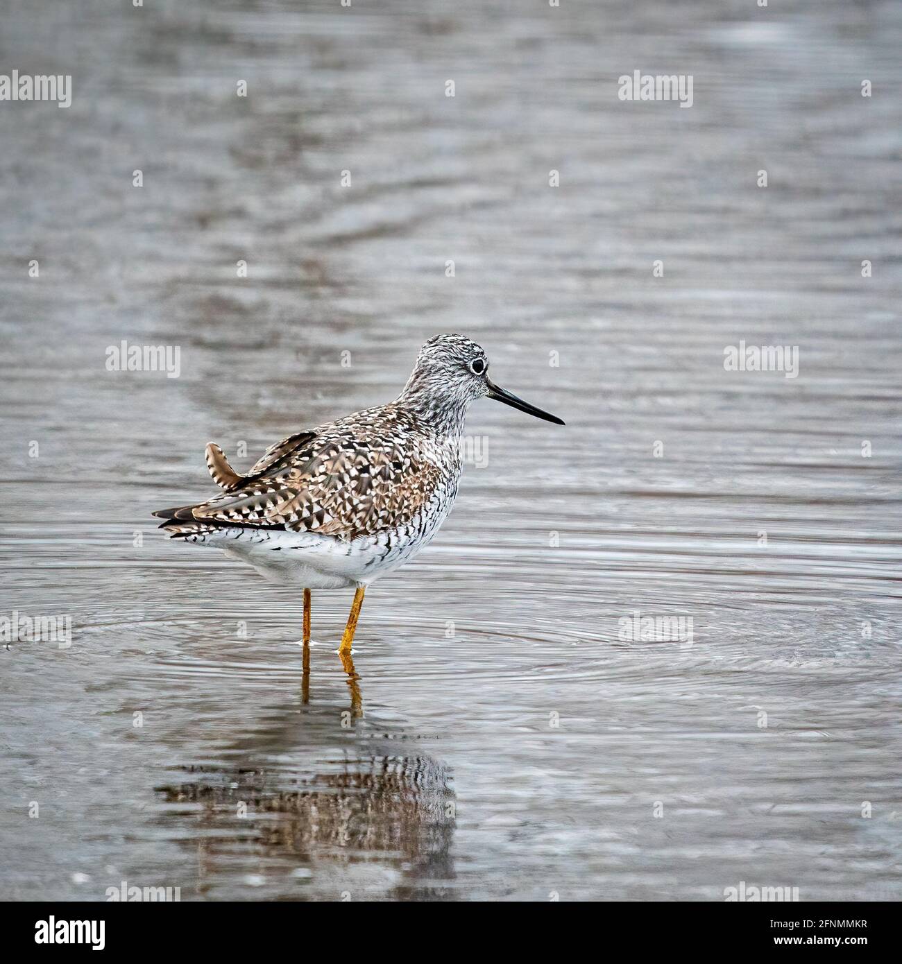 Strawberry legs hi-res stock photography and images - Alamy