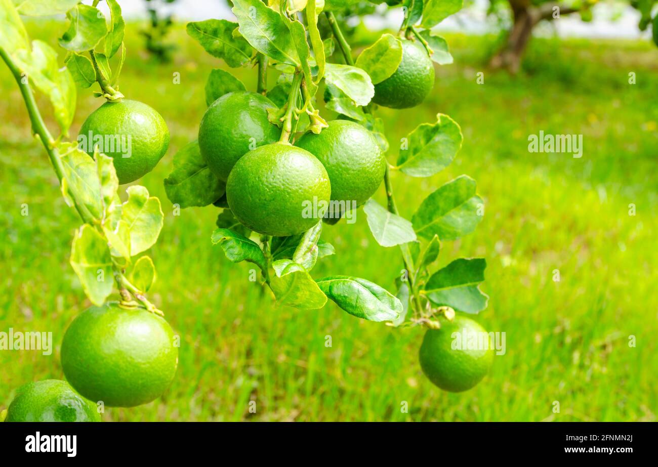 Green limes in the garden farm for background Stock Photo - Alamy