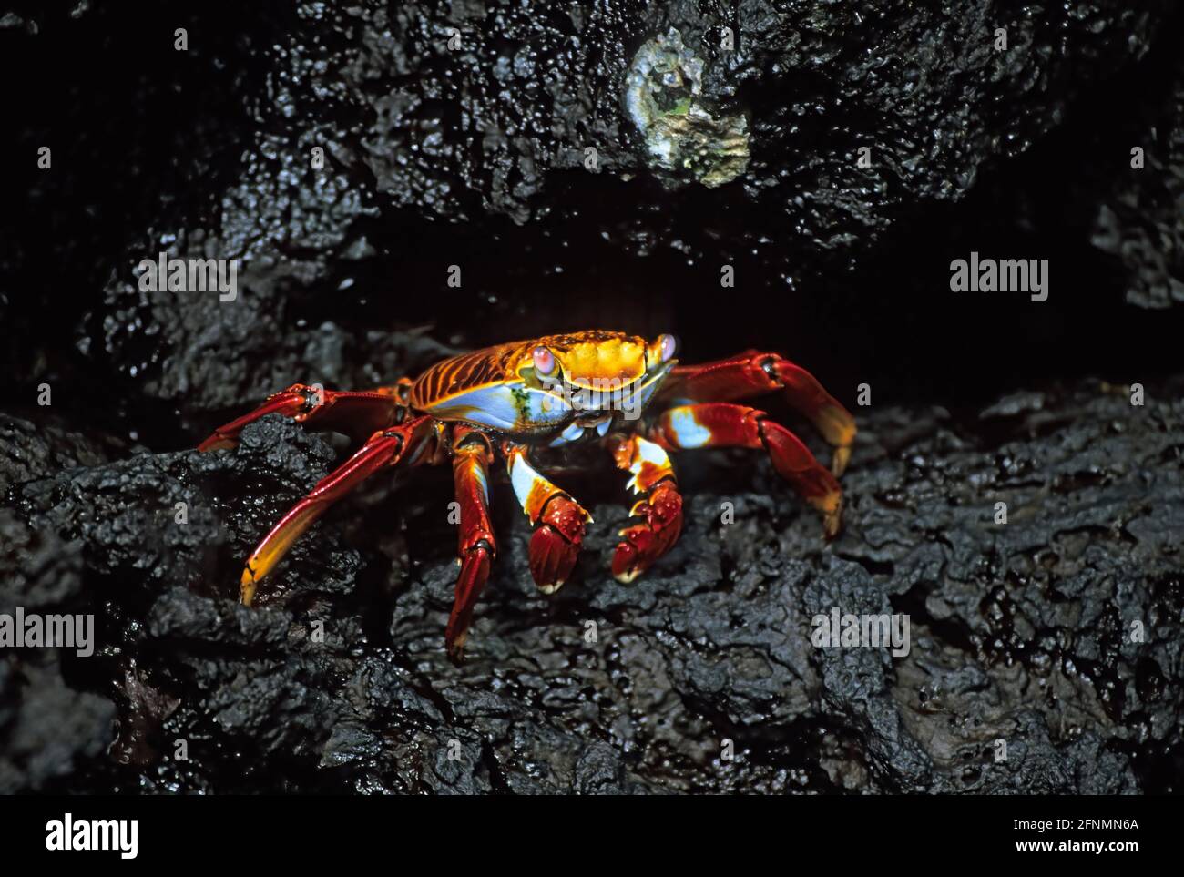 Sally Lightfoot Crab Grapsus grapsus James Island, Galapagos IN000218 ...