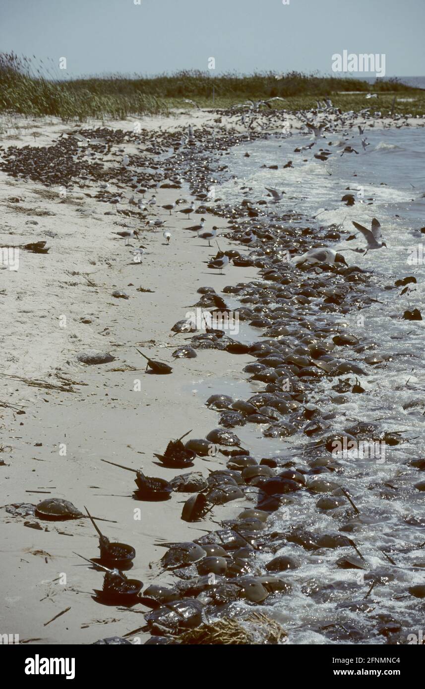 Horseshoe Crabs - Spawning at High Tide Limulus polyphemus Delaware Bay ...