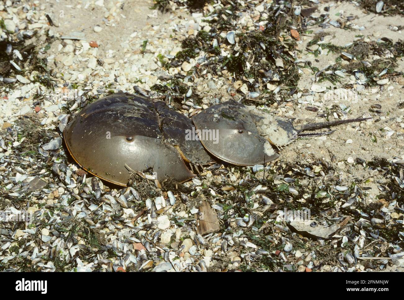 Horseshoe crab crabs hi-res stock photography and images - Alamy