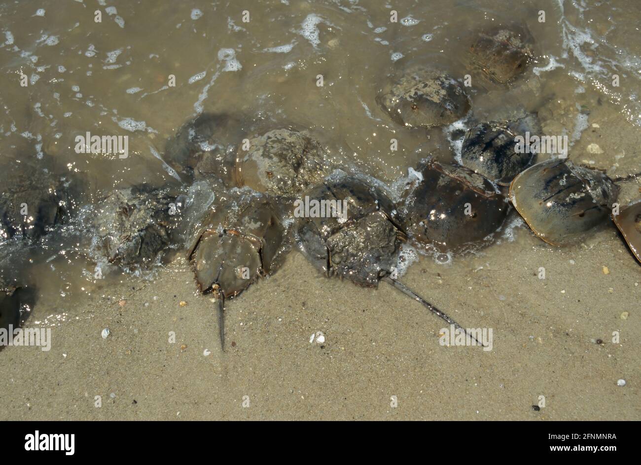 Horseshoe crab crabs hi-res stock photography and images - Alamy
