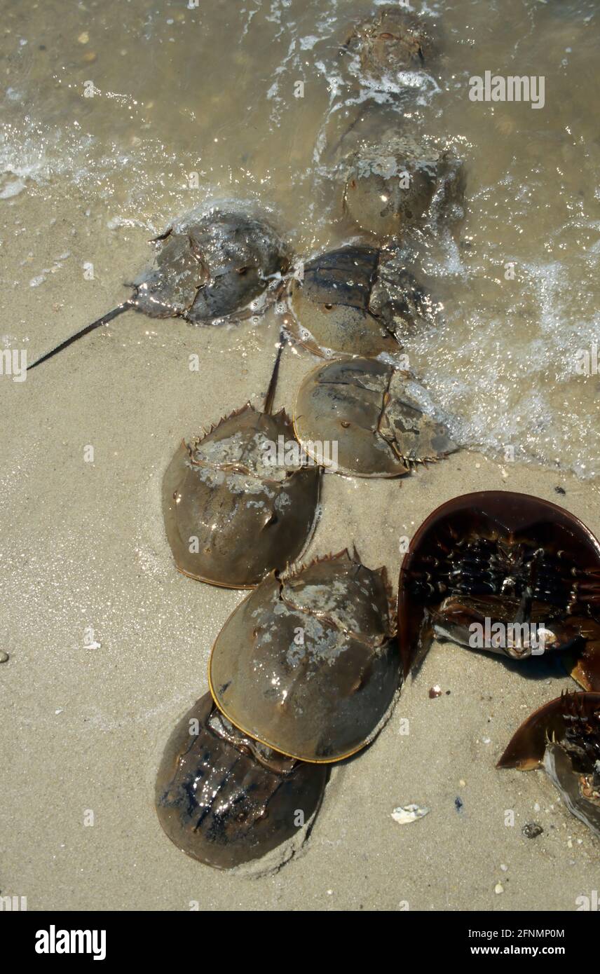 Horseshoe Crabs - Spawning at High Tide Limulus polyphemus Delaware Bay ...