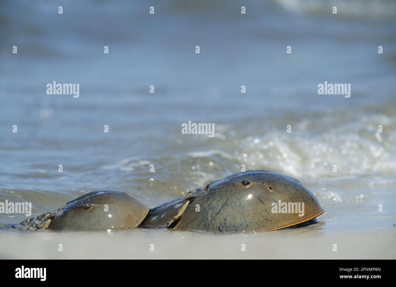 Horseshoe Crabs - Attempting to right itself Limulus polyphemus ...