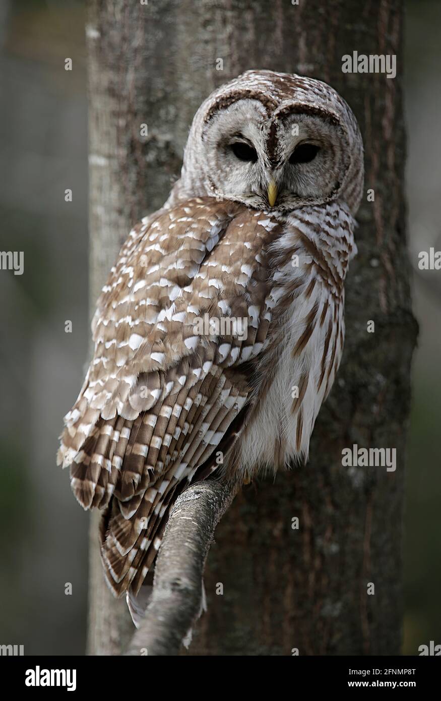 Barred owl hi-res stock photography and images - Alamy